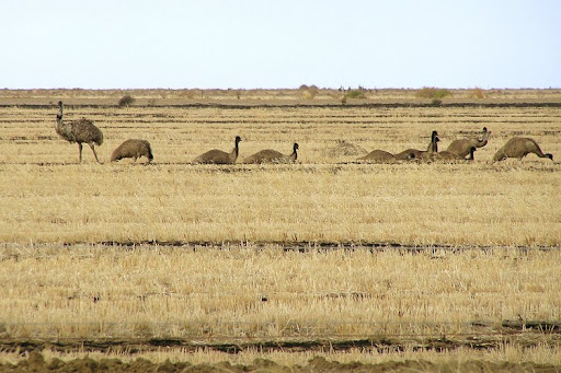 Hay Plain – Road Trip – The Game